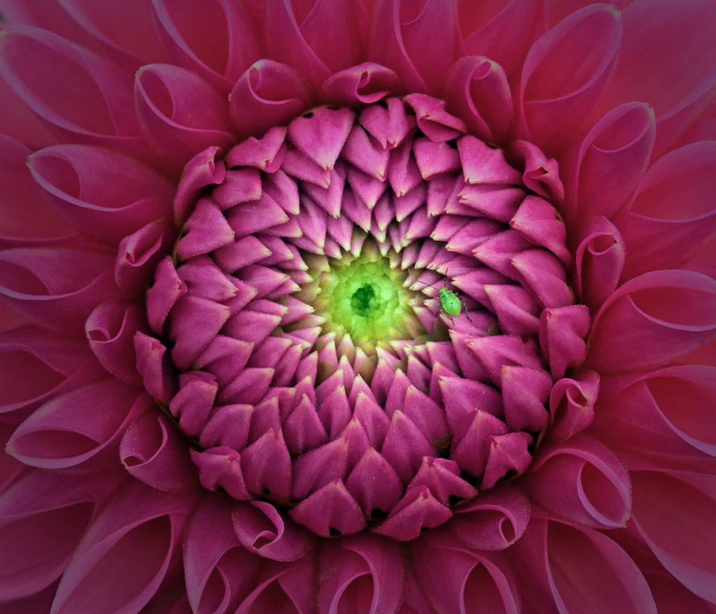 BugFest 2025! – Photo Competition