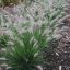 PENNISETUM alopecuroides ‘Piglet’ | Truck Crops Trial Garden