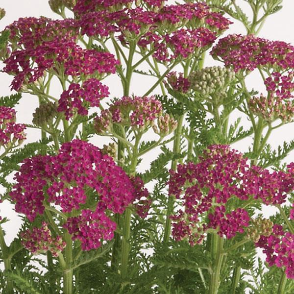 ACHILLEA Milly Rock™ Rose | Truck Crops Trial Garden