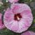 HIBISCUS Summerific® ‘Spinderella’ | Truck Crops Trial Garden