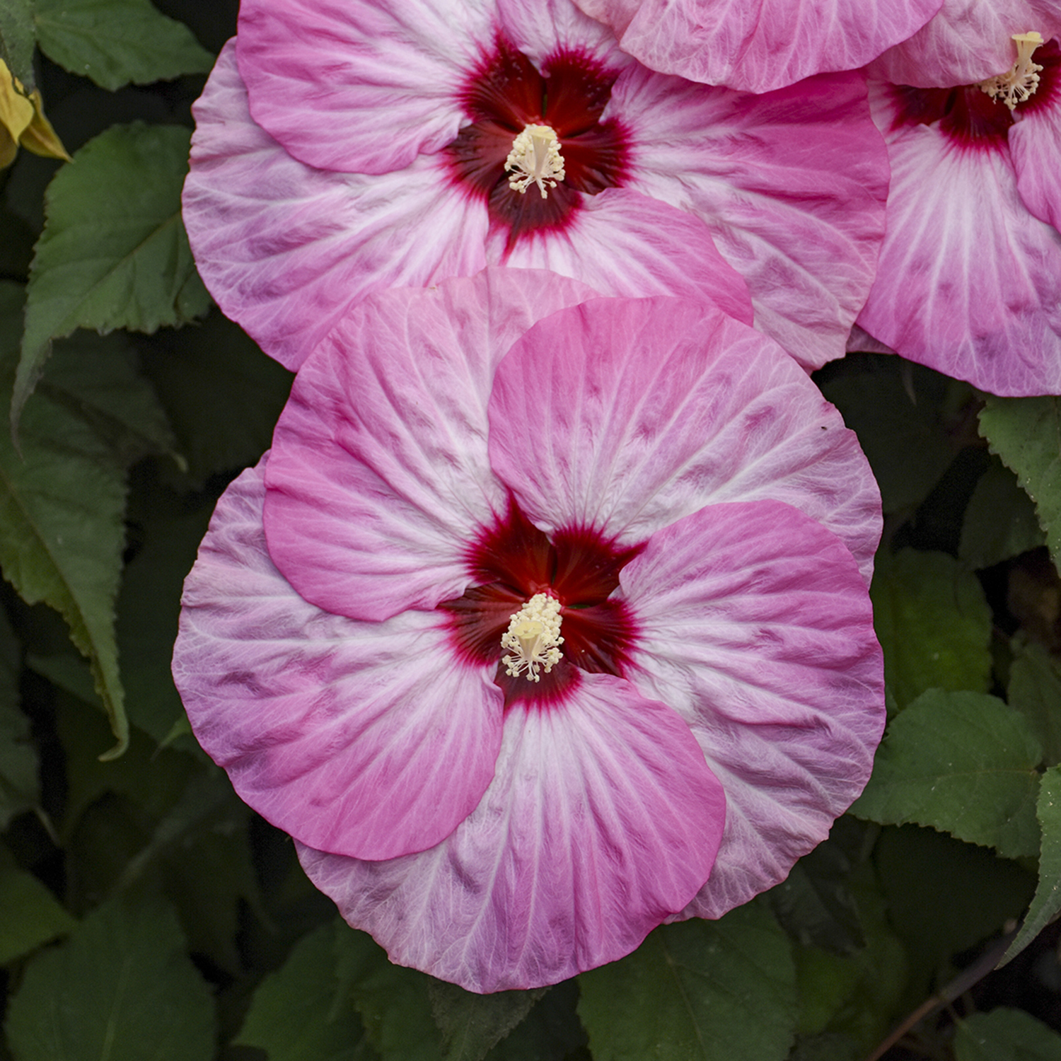 HIBISCUS Summerific® ‘Spinderella’ | Truck Crops Trial Garden