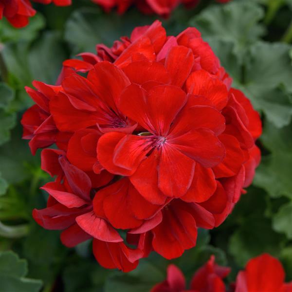 Plants | Truck Crops Trial Garden