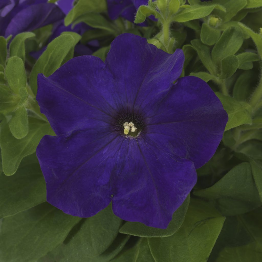 PETUNIA EZ Rider Blue | Truck Crops Trial Garden
