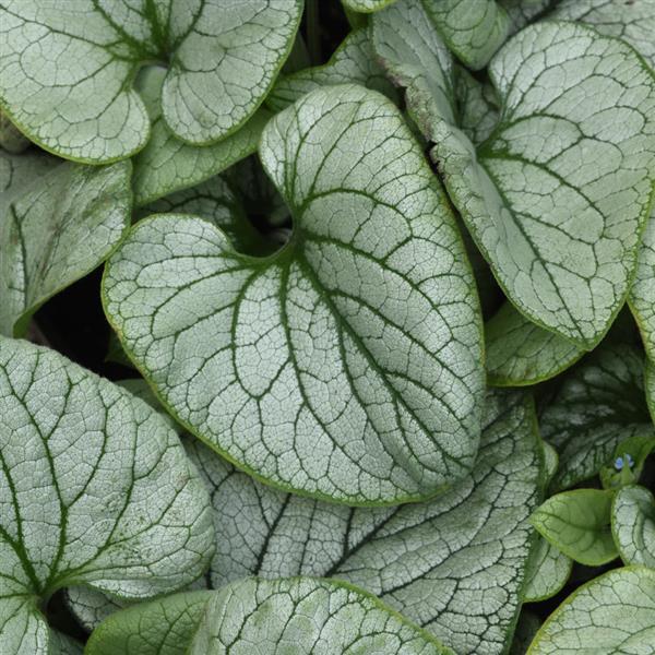 BRUNNERA Frost Magic | Truck Crops Trial Garden