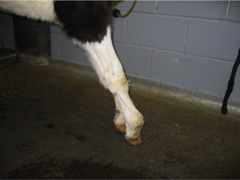 Common Limb Abnormality in Calves | The Risk Project