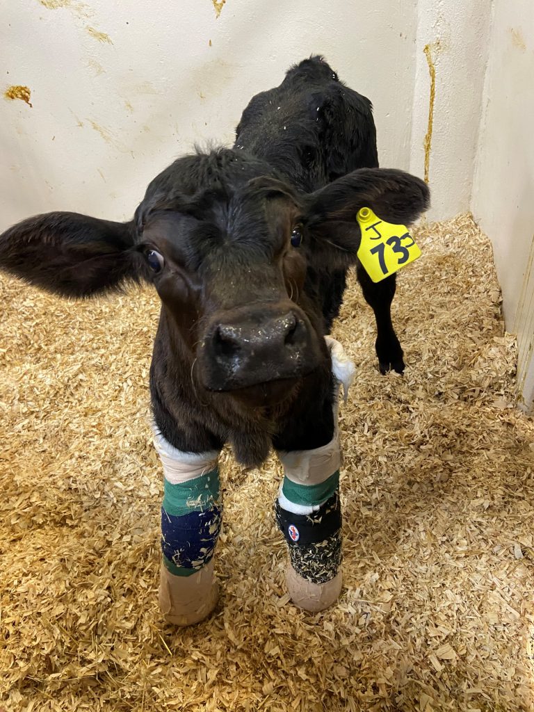 Common Limb Abnormality in Calves | The Risk Project
