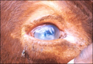 Ocular Lesions in Cattle Series | Part 1: Pinkeye | The Risk Project