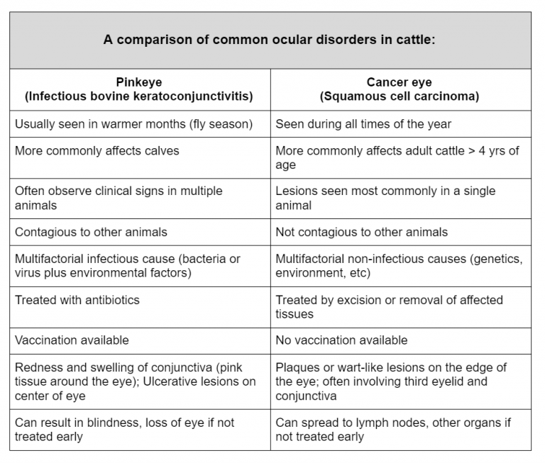 Ocular Lesions in Cattle Series: Part II: Cancer Eye | The Risk Project