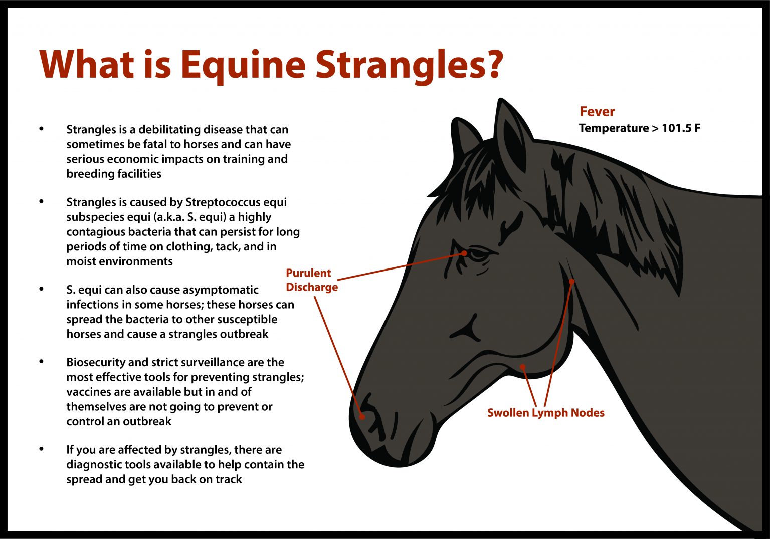 Managing against Strangles in Horses | The Risk Project