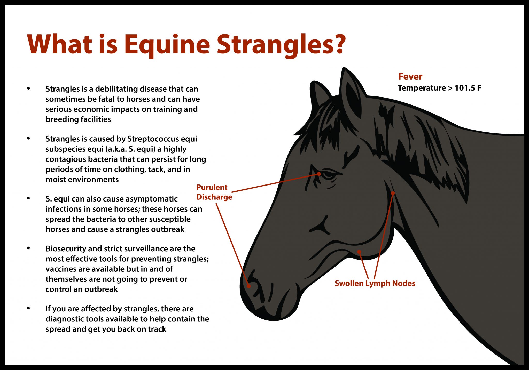Managing against Strangles in Horses | The Risk Project