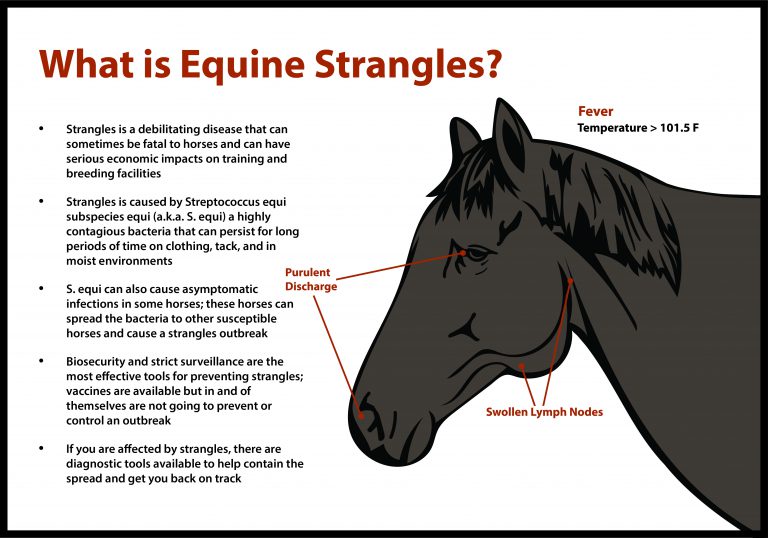 Managing against Strangles in Horses | The Risk Project